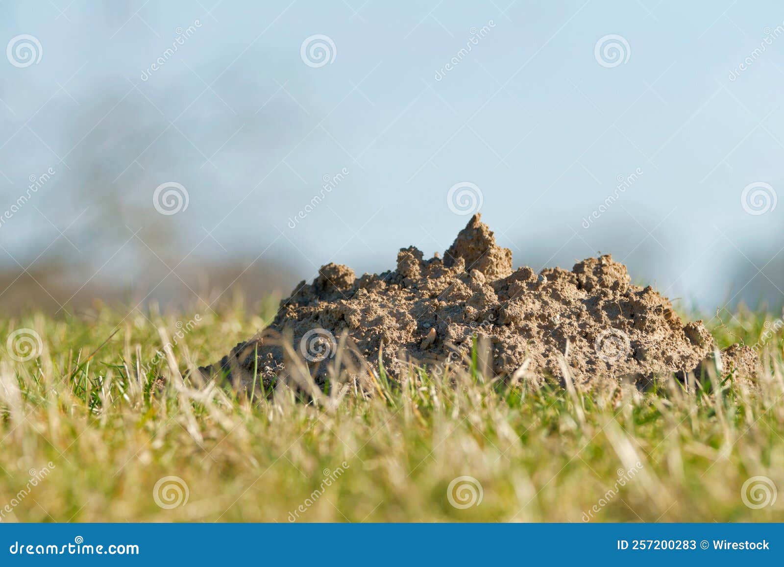 Pile of soil in a field stock image. Image of light - 257200283