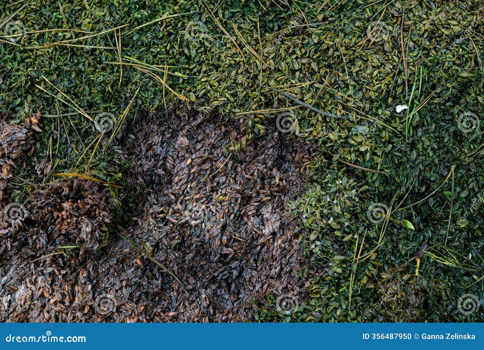 A Pile of Spoiled Grain Outdoors. Grain in Poor Condition Stock Photo ...