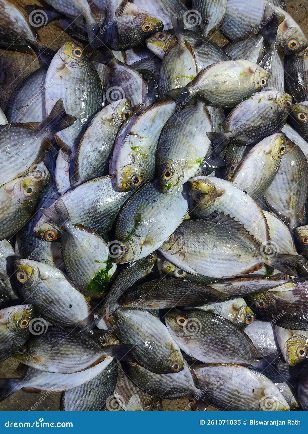 Pile of Spotted Rabbit Fish Spinefoot Fish Sale in Indian Fish Market ...