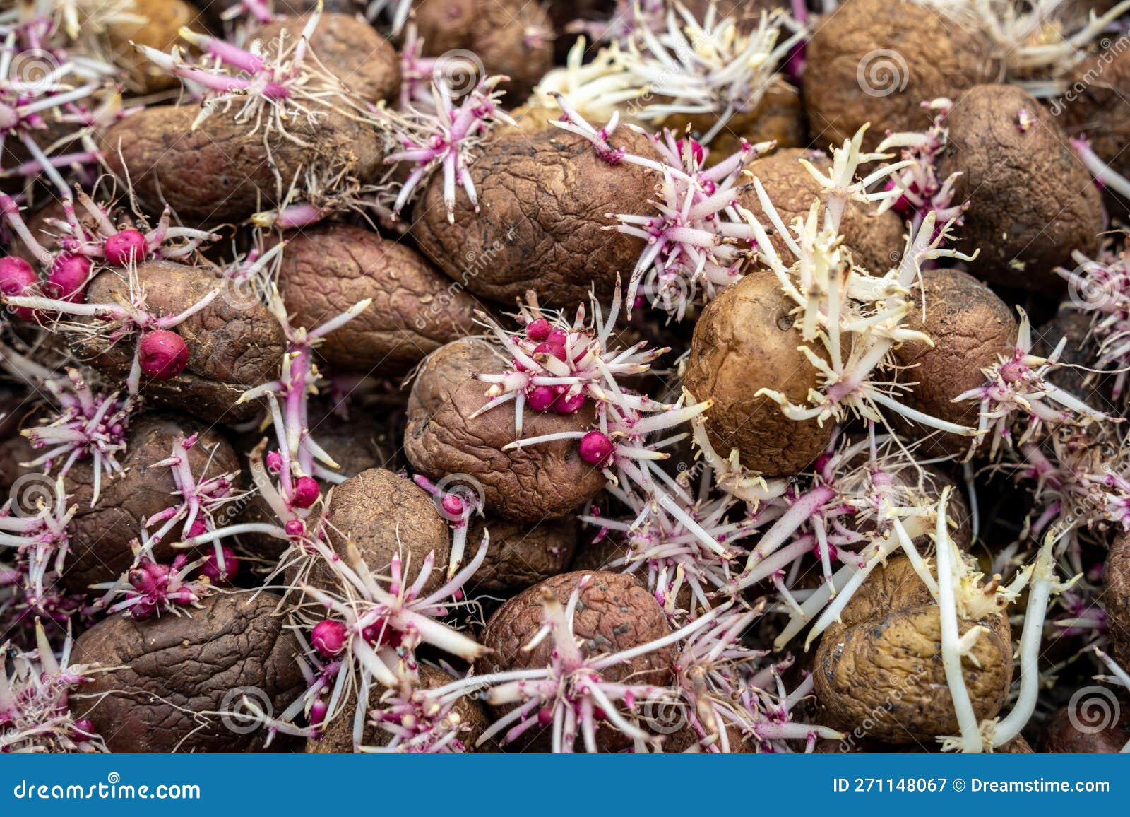 Pile of Sprouted Potatoes Ready for Planting Stock Image - Image of ...