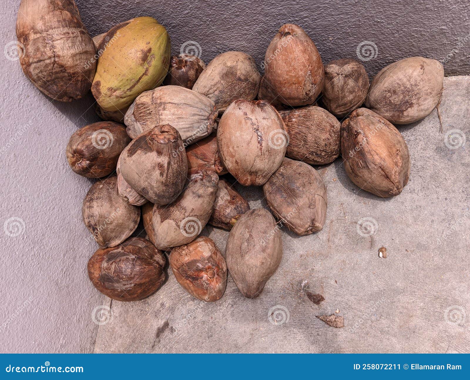 Pile or Stack or Group of Dry Coconut in a Store House Stock Image ...