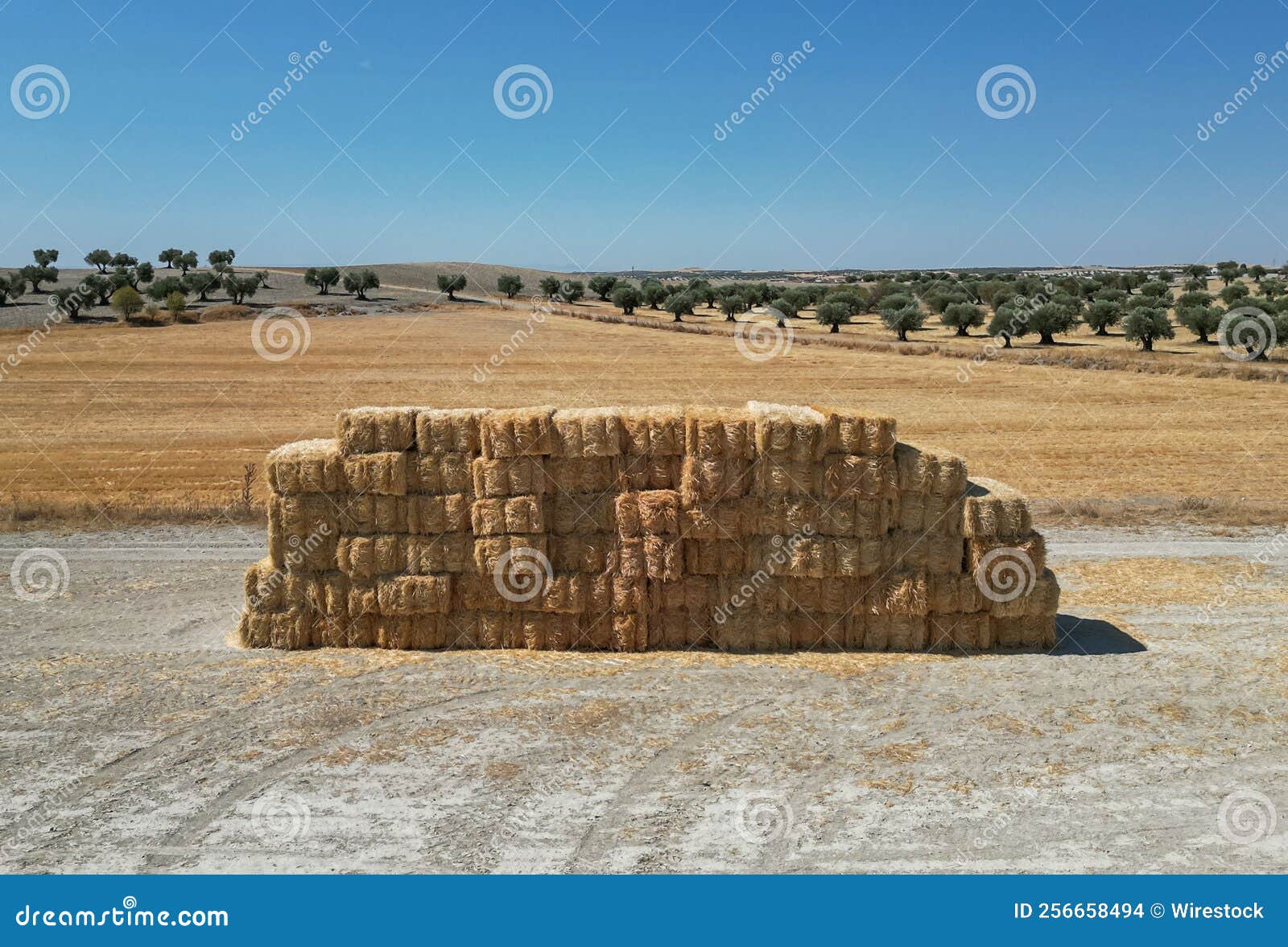Pile of Stacked Hay in the Farm Stock Photo - Image of field, stacked ...