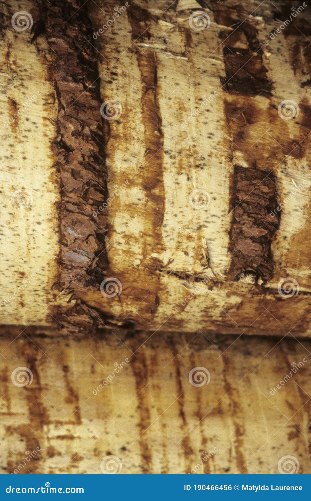 Close Up View of Stripped Lumber Logs Stock Photo - Image of stack ...