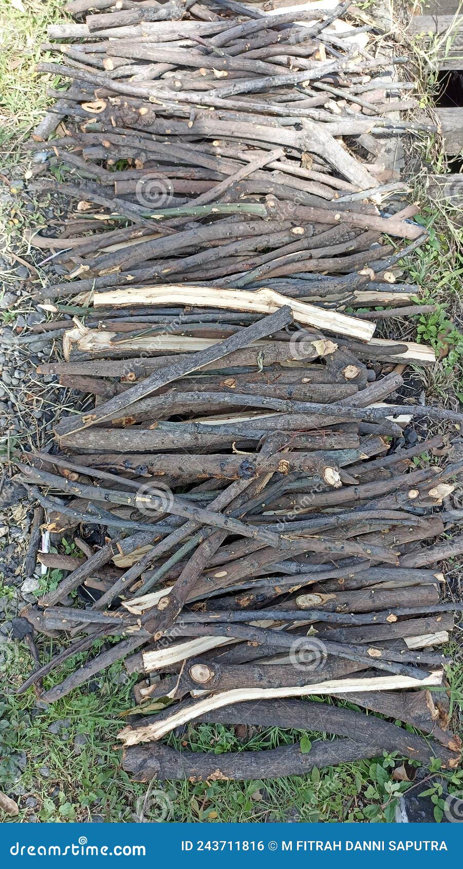 Pile of sticks stock photo. Image of tree, wood, sticks - 243711816