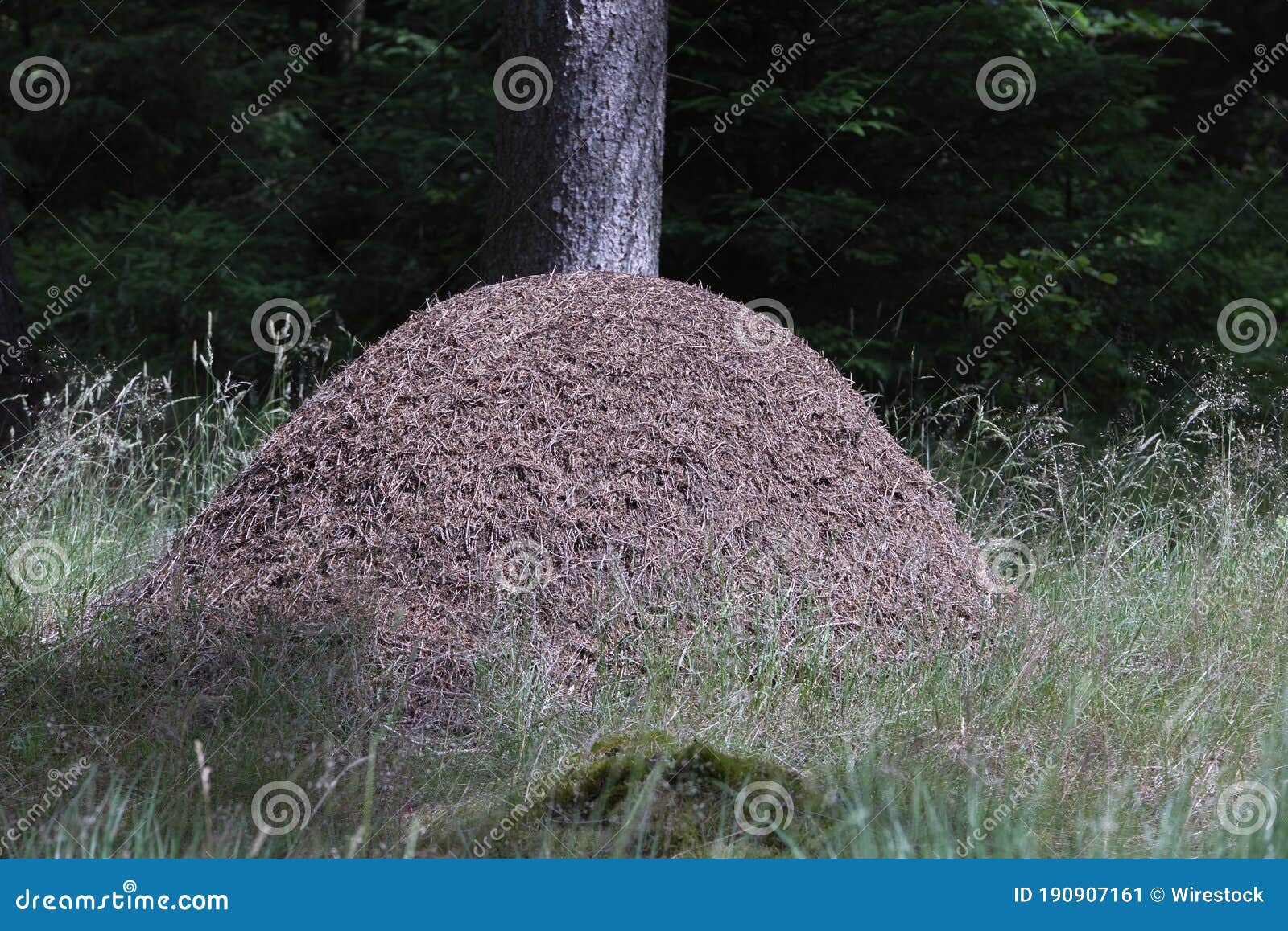 Pile of Sticks in the Forest Captured during the Daytime Stock Image ...