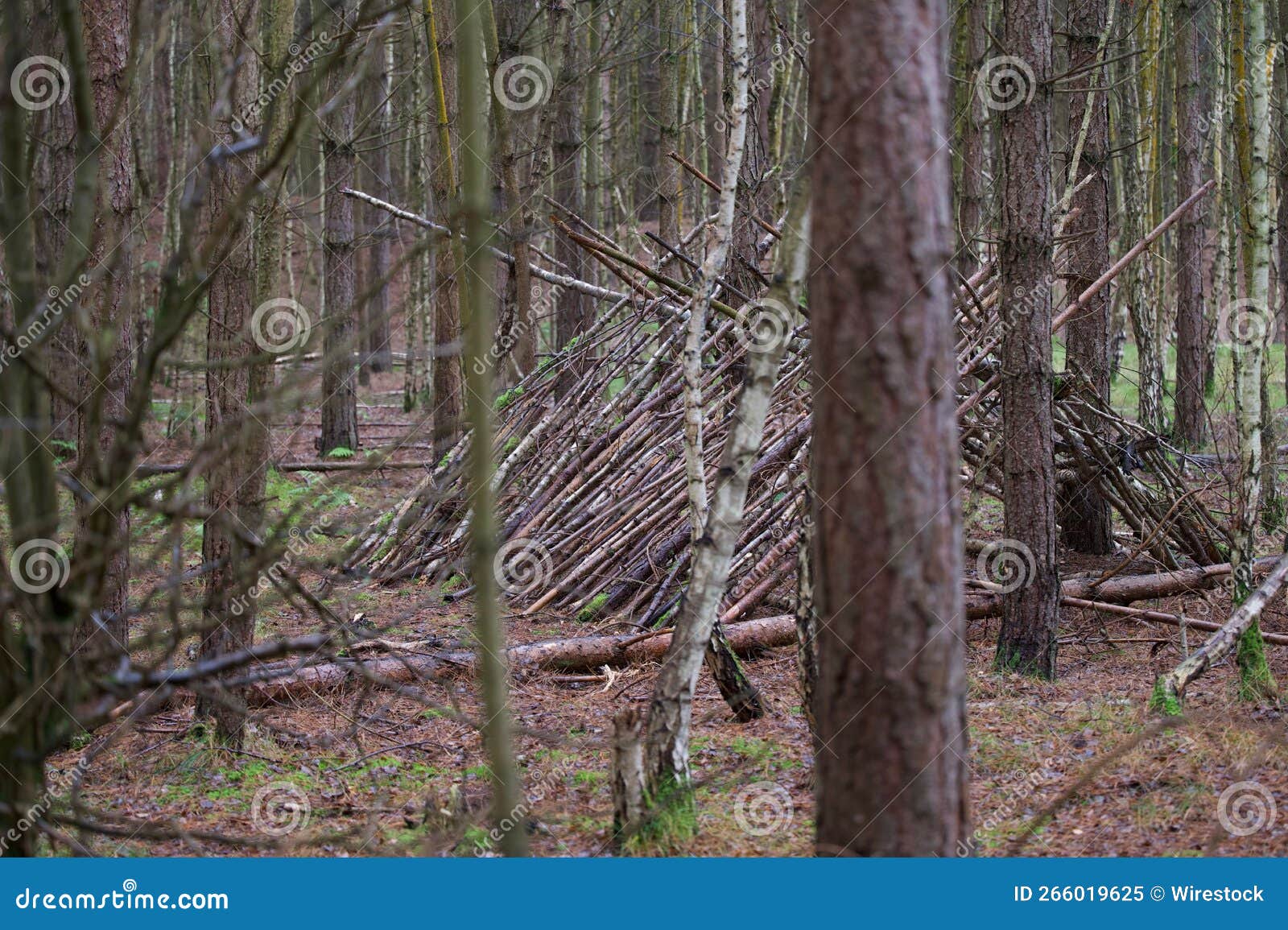 Pile of Sticks Making a Shelter in the Middle of a Forest with Trees ...