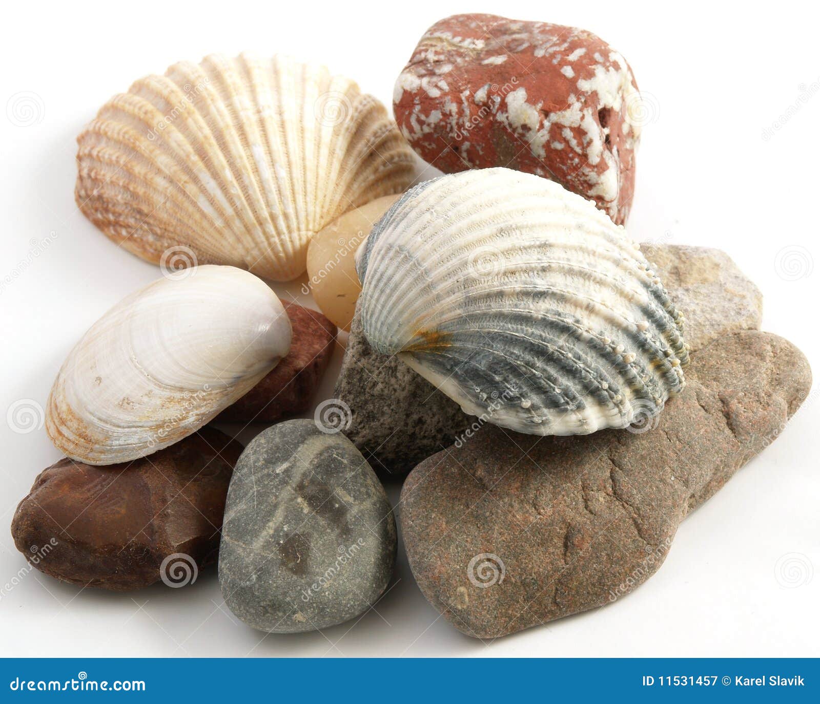 Pile of stone with shell stock image. Image of close - 11531457