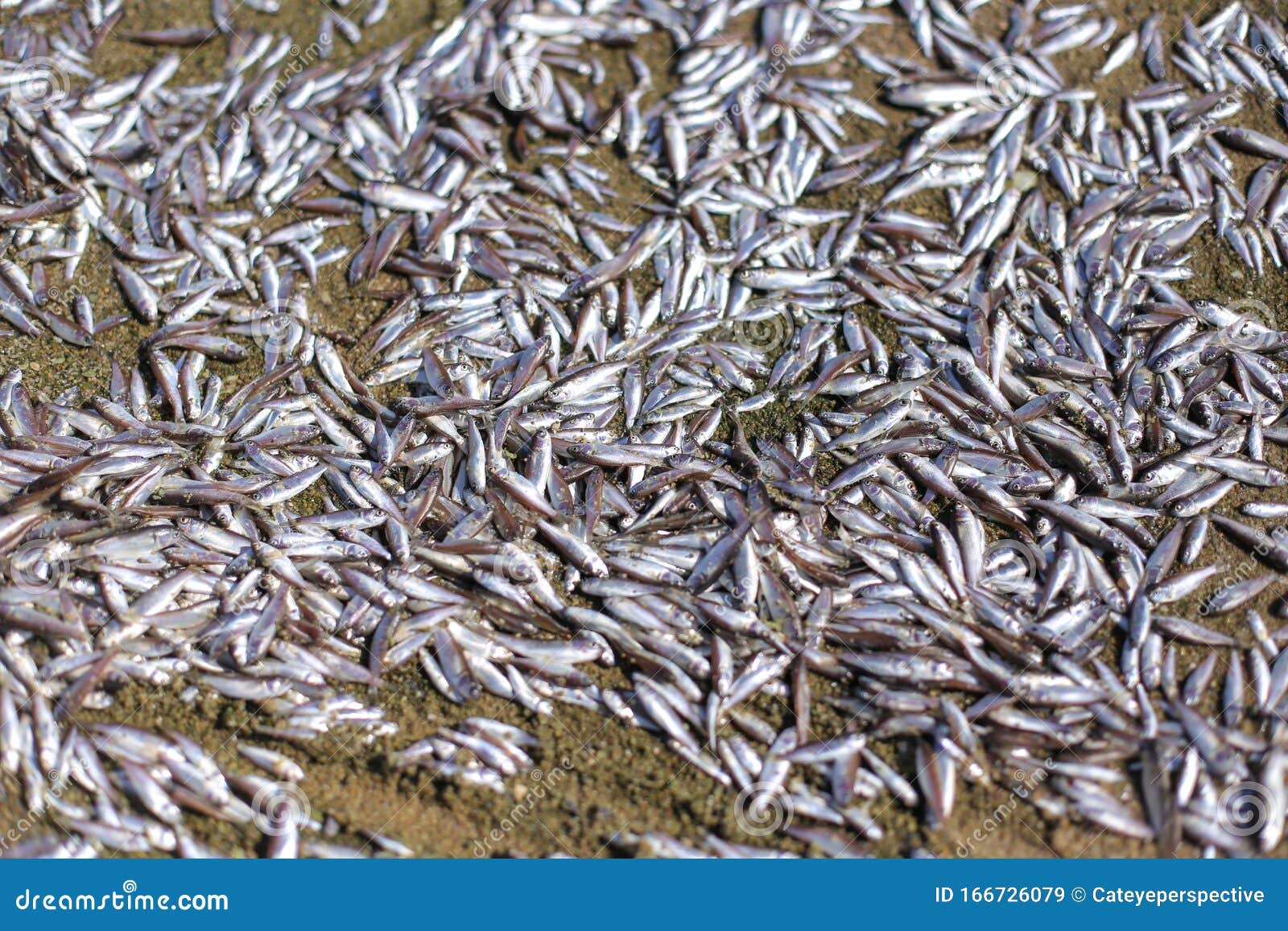 Pile of Stranded and Dead Small Anchovy Fish Stock Image - Image of ...
