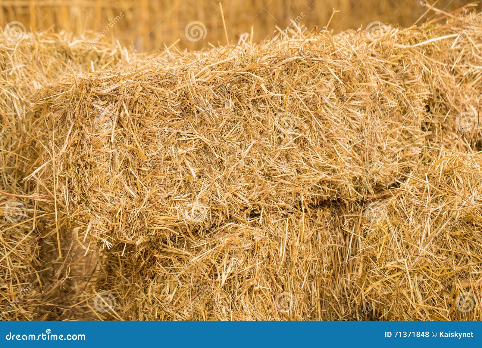 Pile of straw stock photo. Image of grass, barley, animals - 71371848
