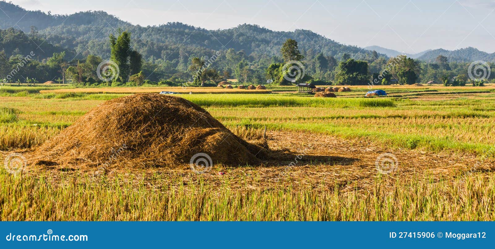 Pile of Straw in Rice Field Stock Photo - Image of country, plant: 27415906