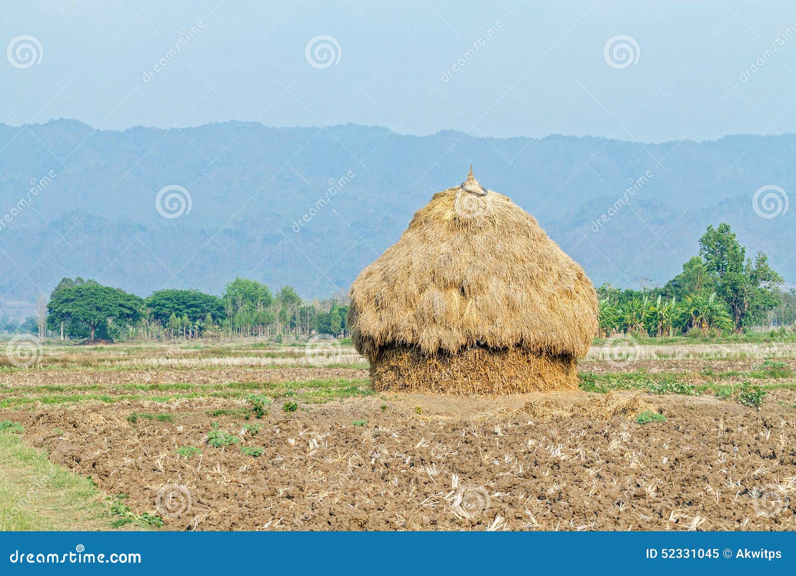 A Pile of Straw on Rural Paddy Field Stock Image - Image of harvest ...