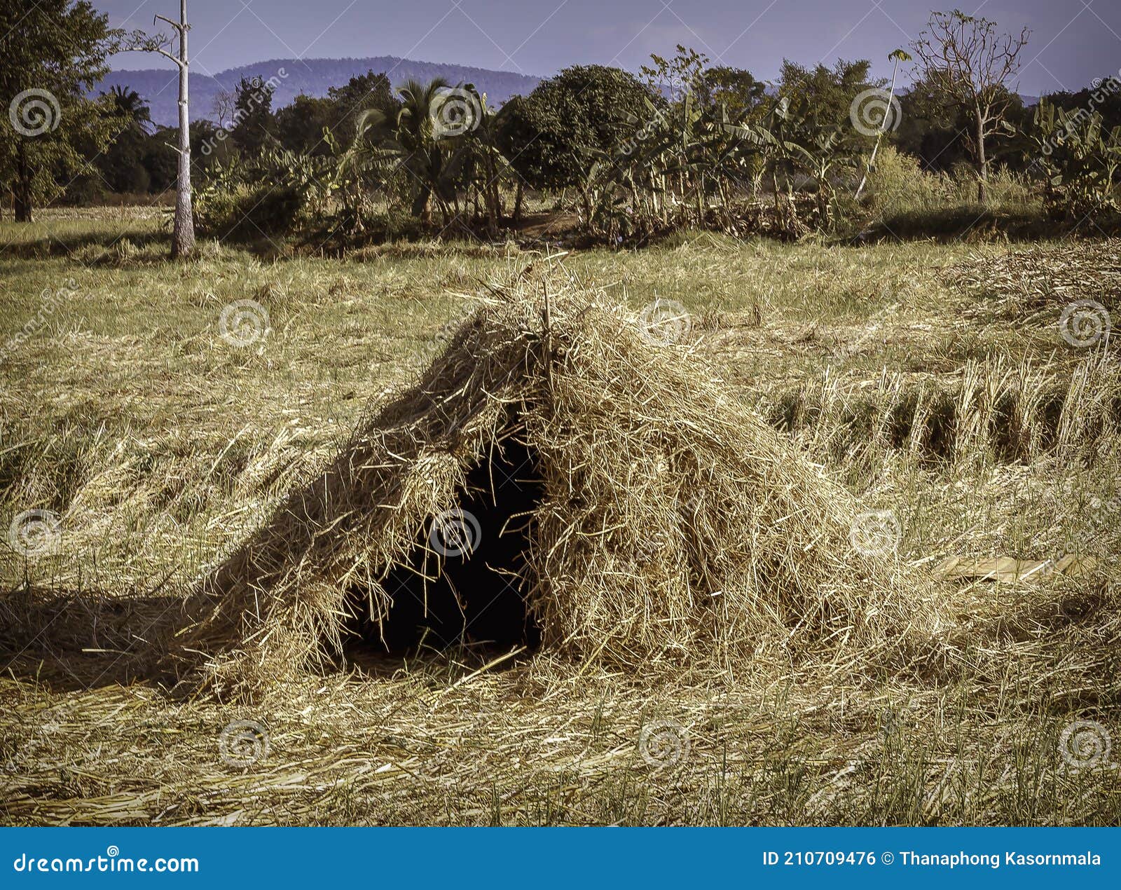 A pile of straw stock photo. Image of plain, nature - 210709476