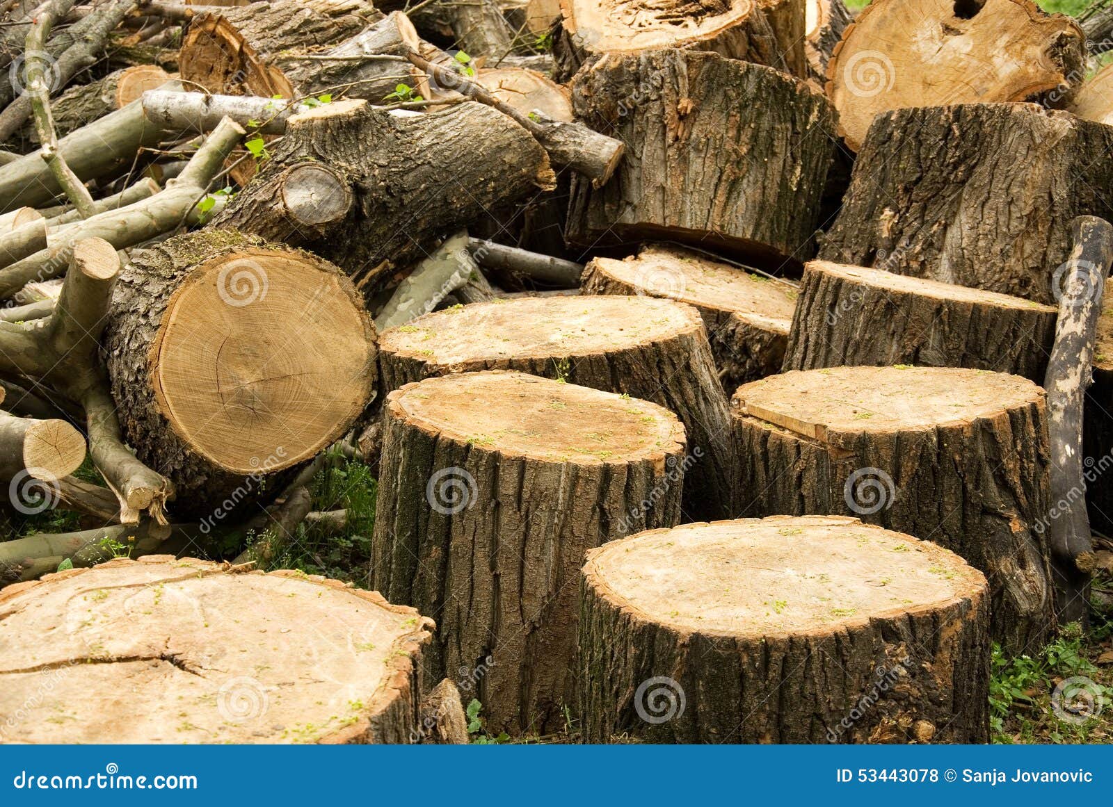 Pile of stumps stock photo. Image of park, outdoors, wood - 53443078