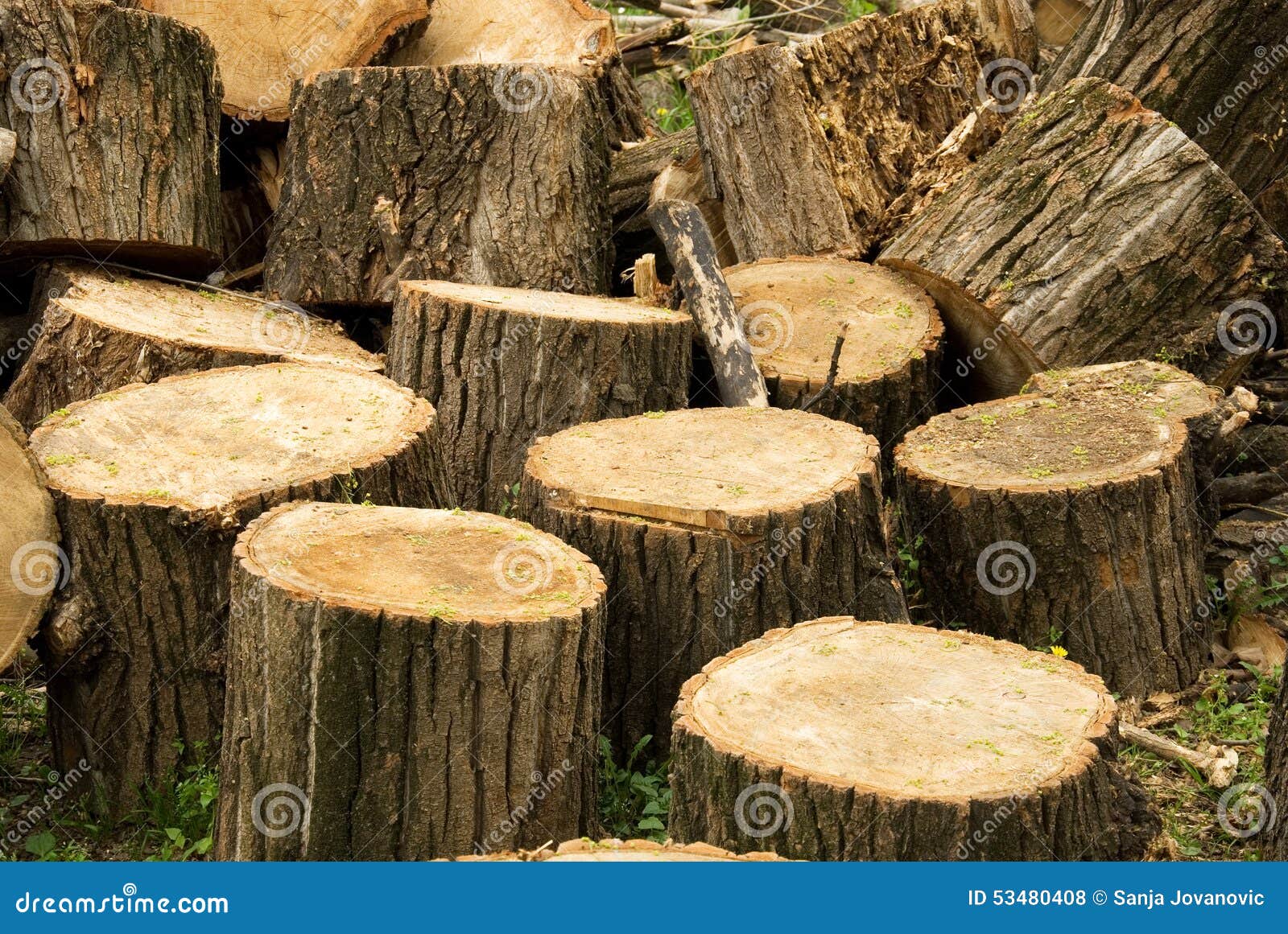 Pile of stumps stock photo. Image of stump, tree, felled - 53480408