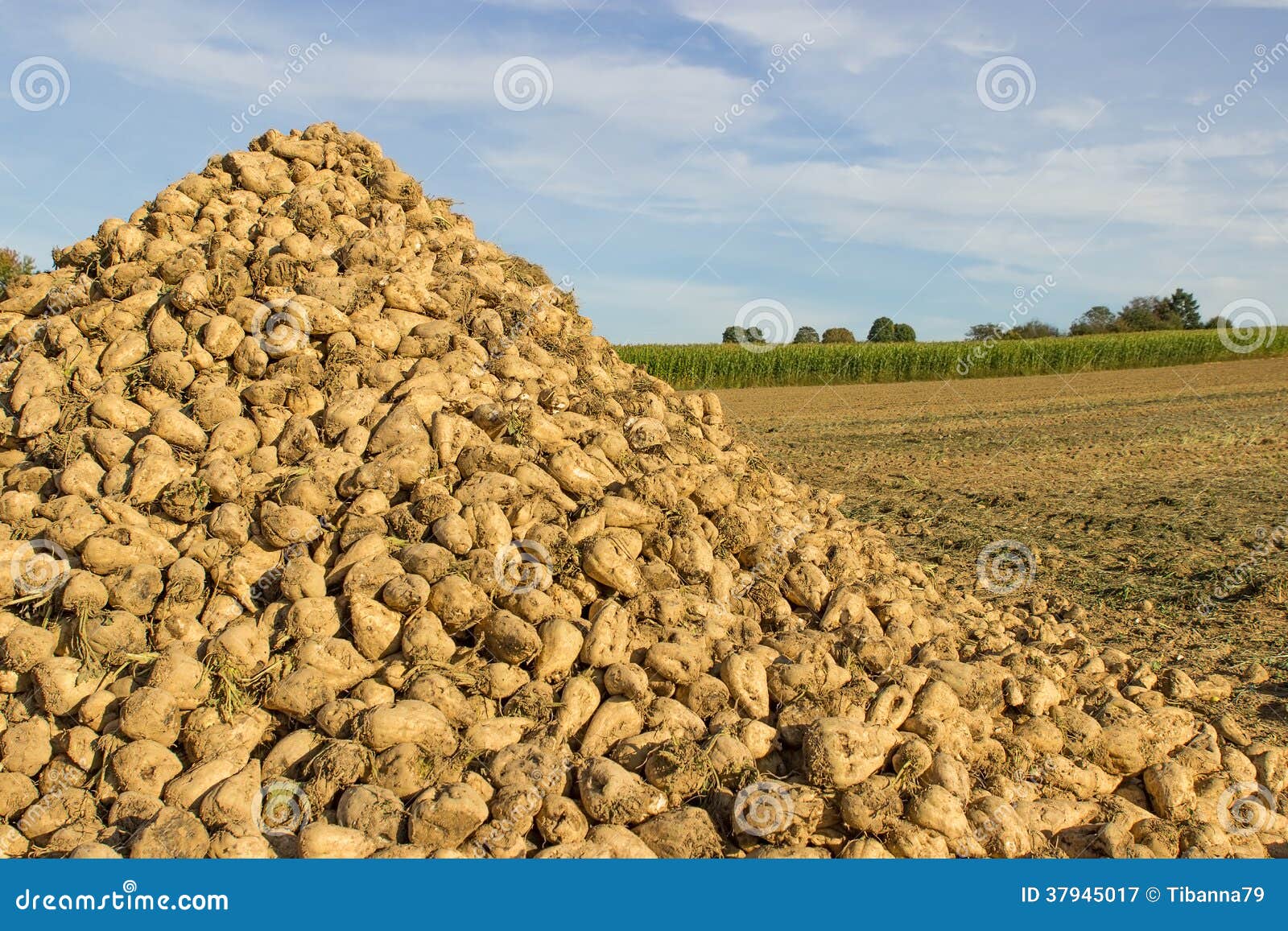 Pile of sugar beet stock image. Image of outdoor, kitchen - 37945017