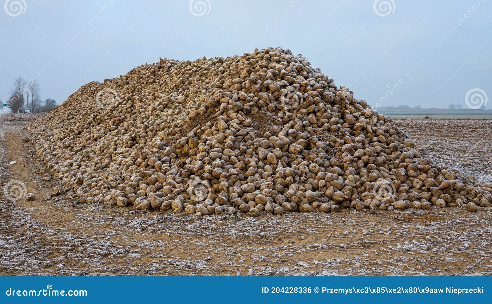 A Pile of Sugar Beet in the Field Stock Photo - Image of sweet ...