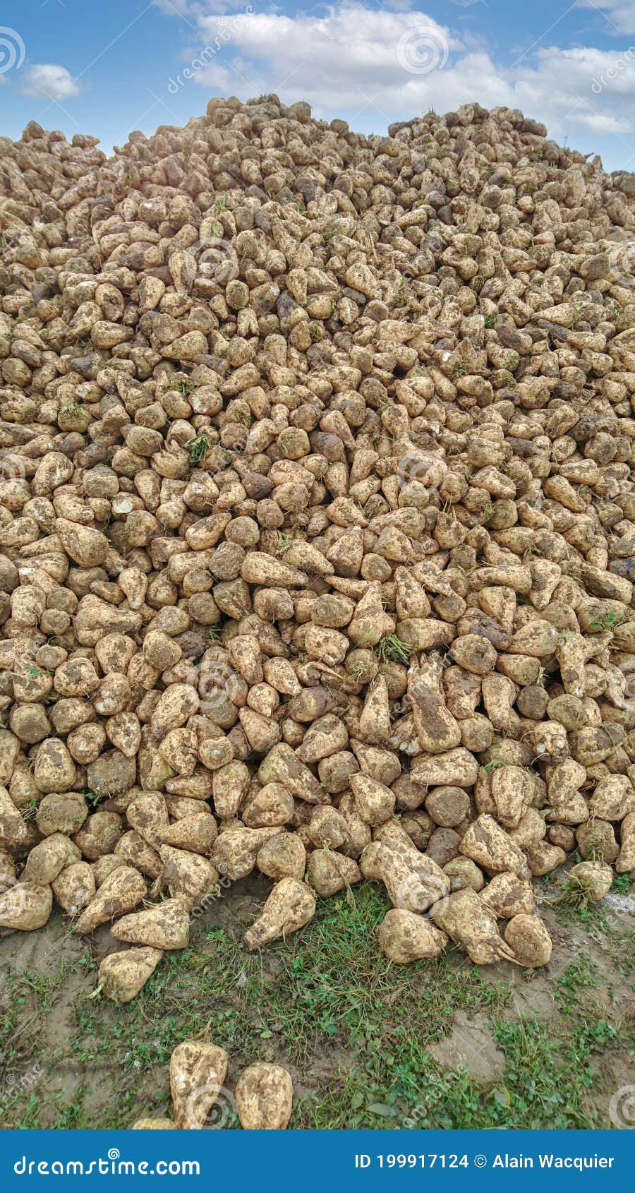 Pile of sugar beets stock photo. Image of agriculture - 199917124