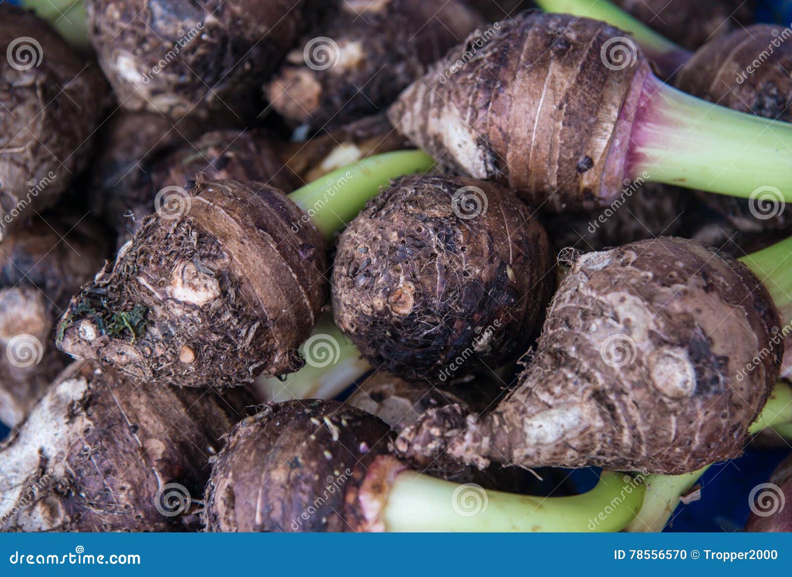Pile of taro root. stock photo. Image of detail, group - 78556570