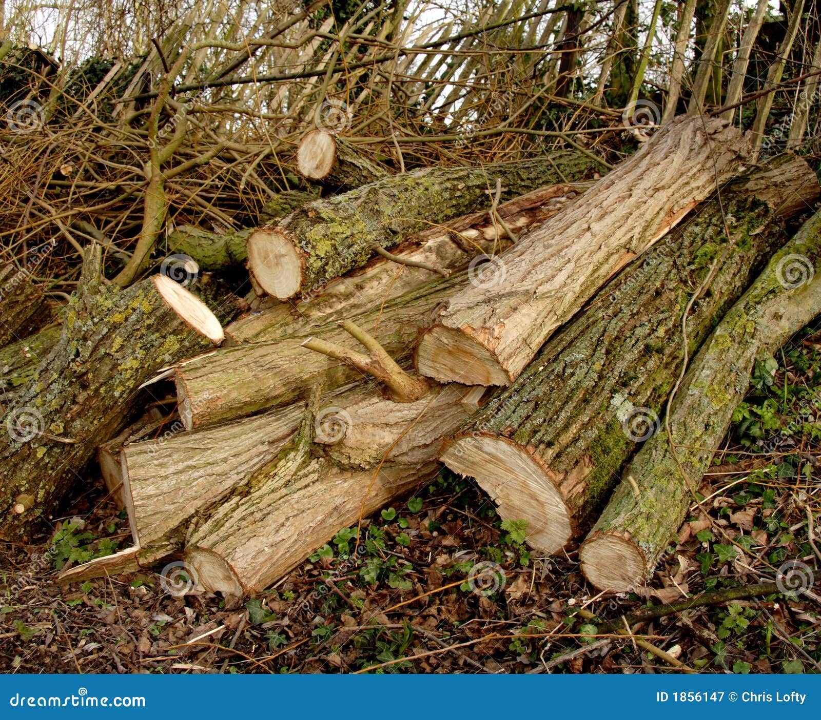 Pile of Timber stock image. Image of woodland, sawn, stack - 1856147