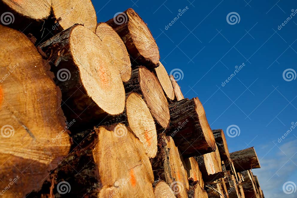 Pile of Timber Logs from Logging Stock Image - Image of industry, brown ...