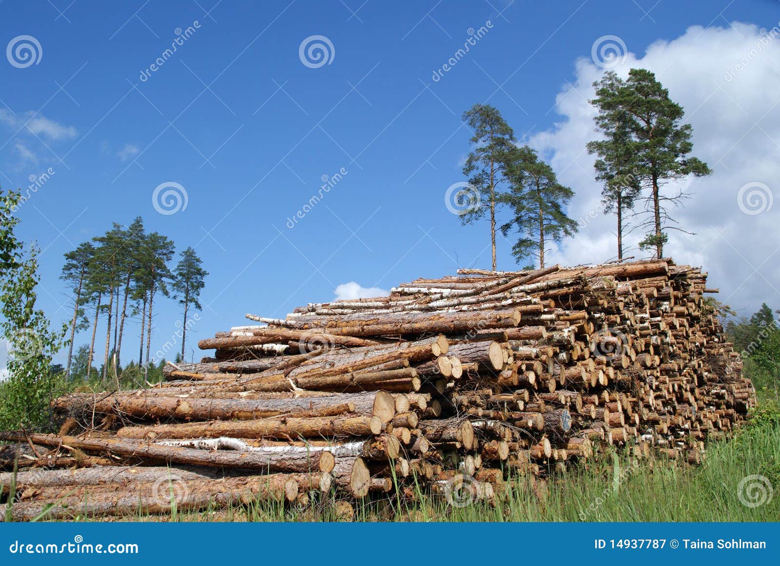 Pile of Timber Logs Summer Landscape Stock Image - Image of fuelwood ...