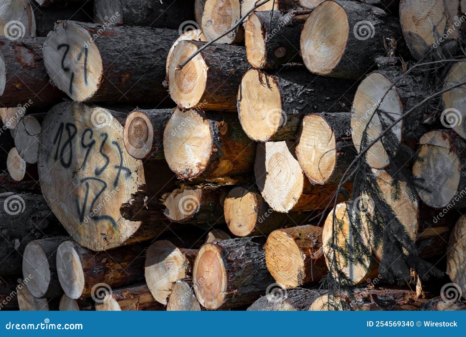 Pile of Timber Pine Logs Stacked Outdoors Editorial Image - Image of ...