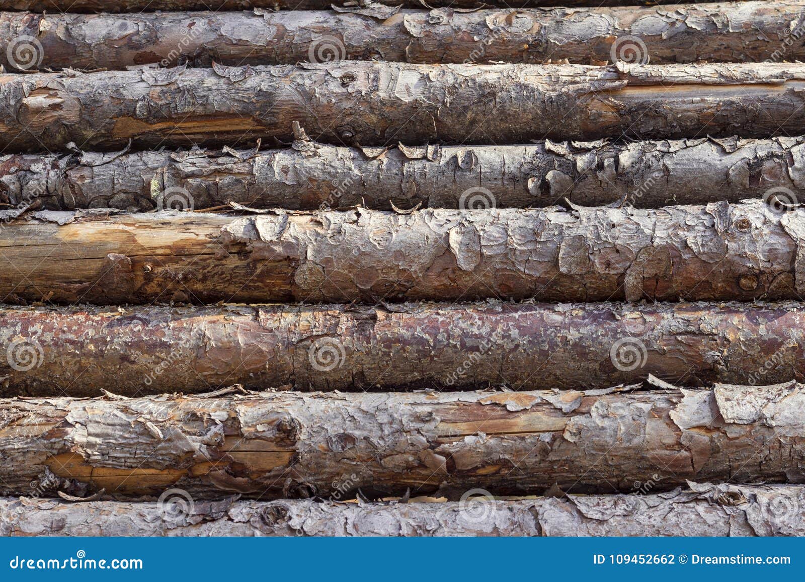 Pine Tree Timber Found in the Forest Stock Photo - Image of material ...