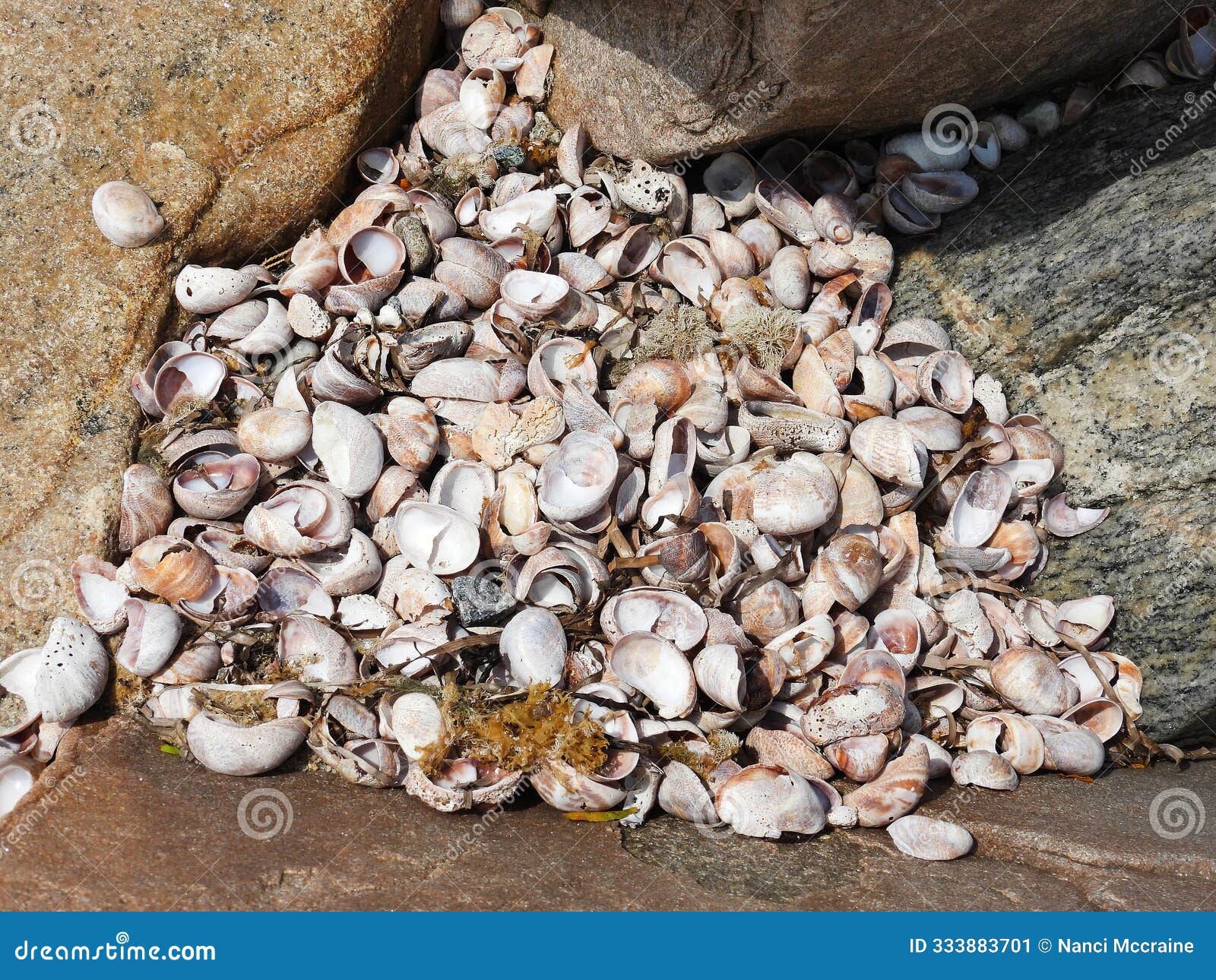Tiny Seashells Left in Tidal Pool Rock Crevice on Connecticut Seashore ...