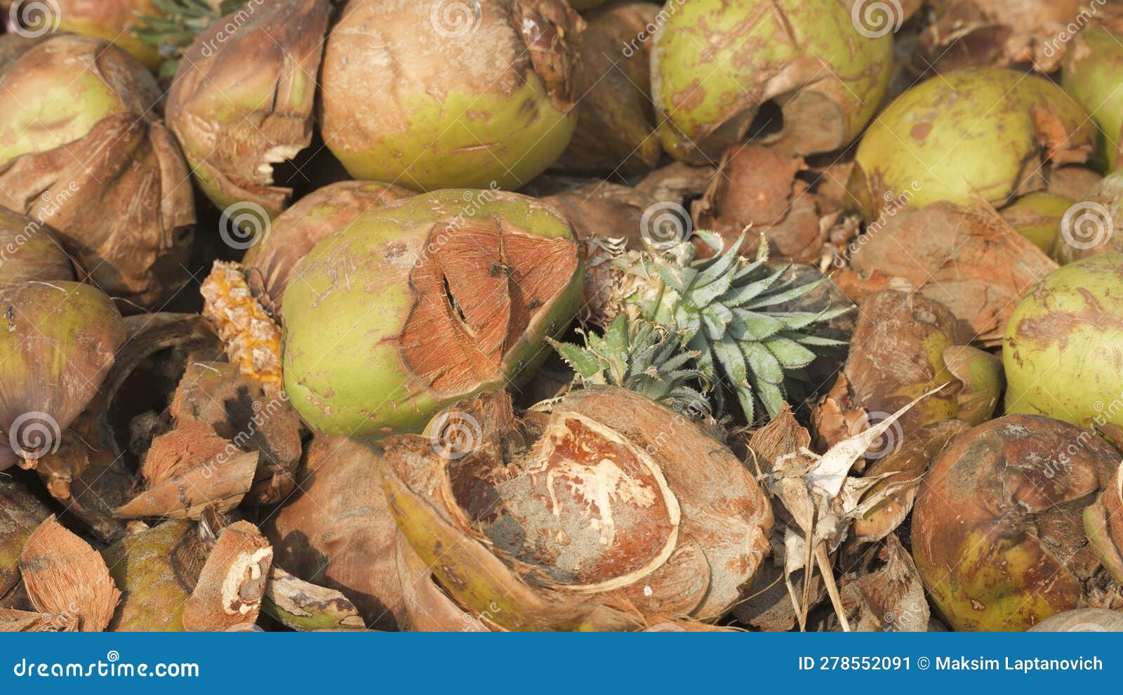 Pile of Trash Consisting of Empty Drinking Coconuts with Plastic Straws ...
