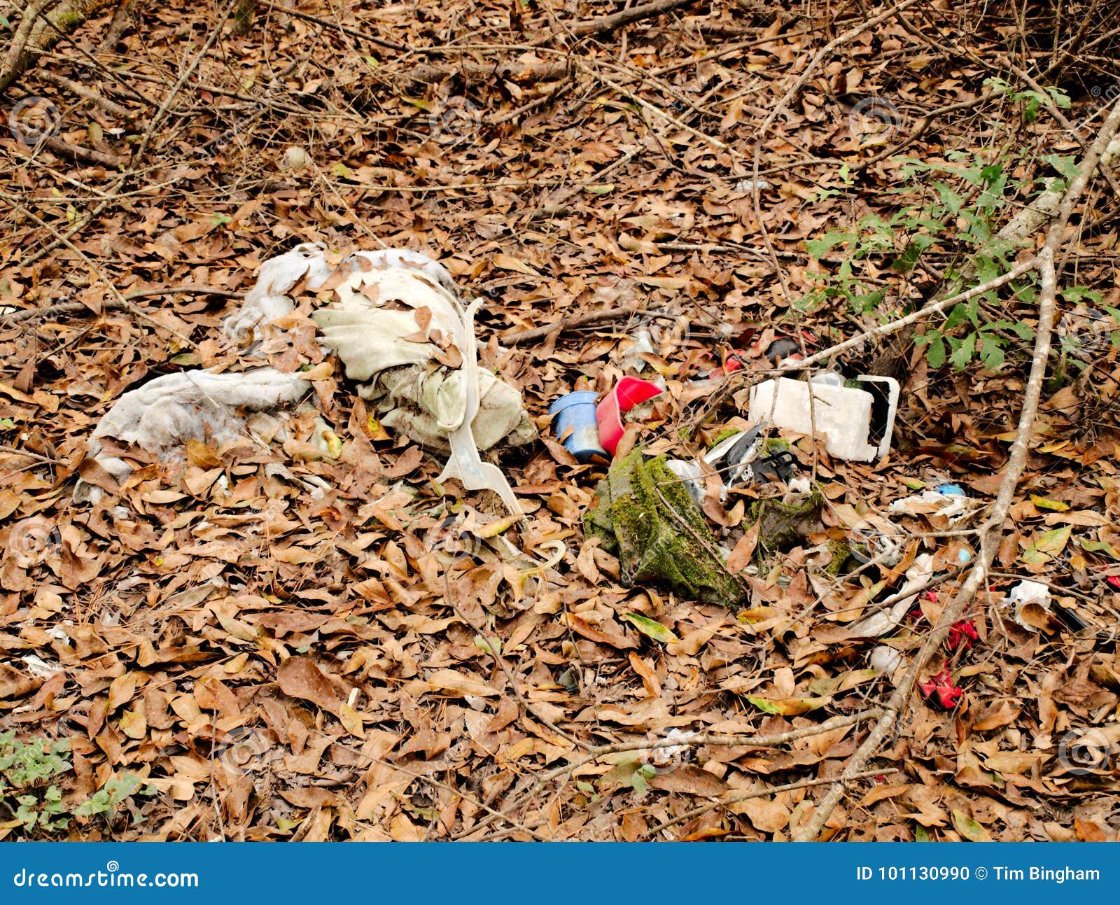Litter Dumping in the Forest Stock Photo - Image of forest, woods ...