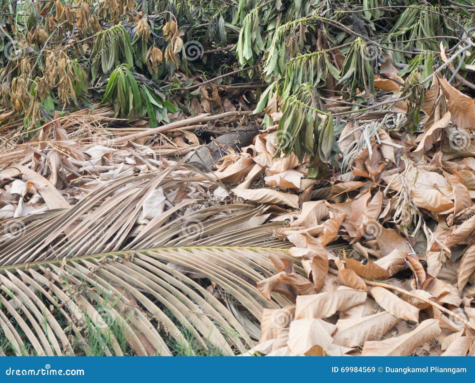 Pile of Tree Branch and Garbage Stock Image - Image of colours, brown ...