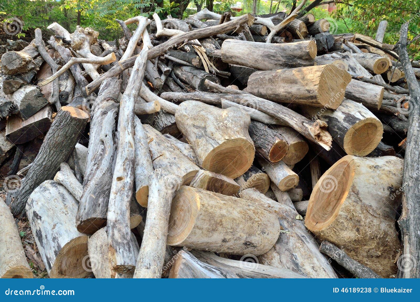 Pile of tree branch stock photo. Image of small, jungle - 46189238