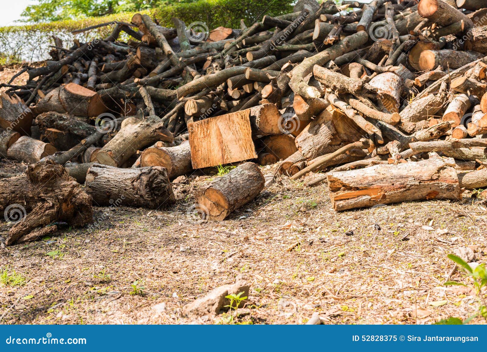 Pile of tree branch stock image. Image of birch, lumber - 52828375