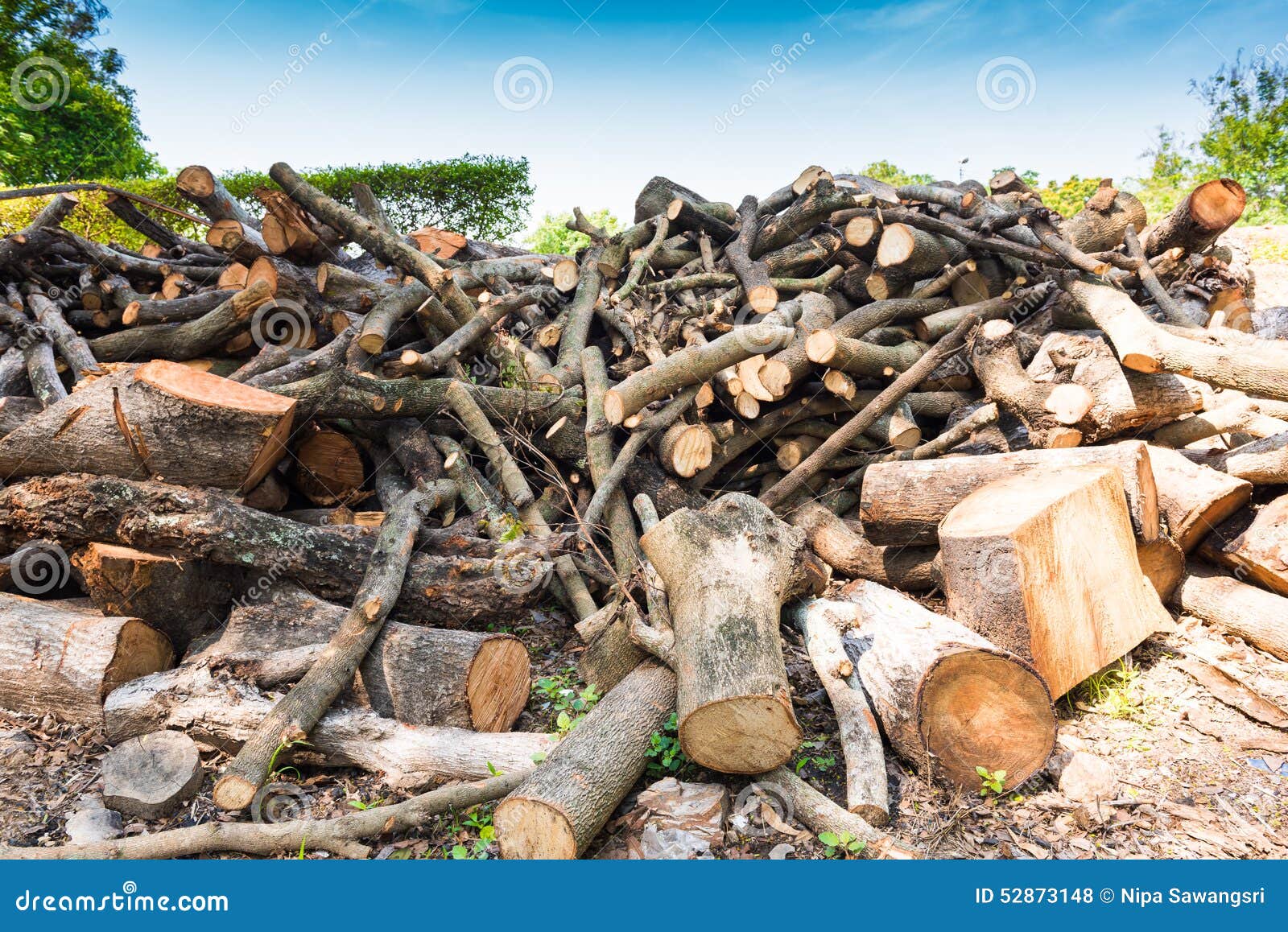 Pile of tree branch stock photo. Image of development - 52873148
