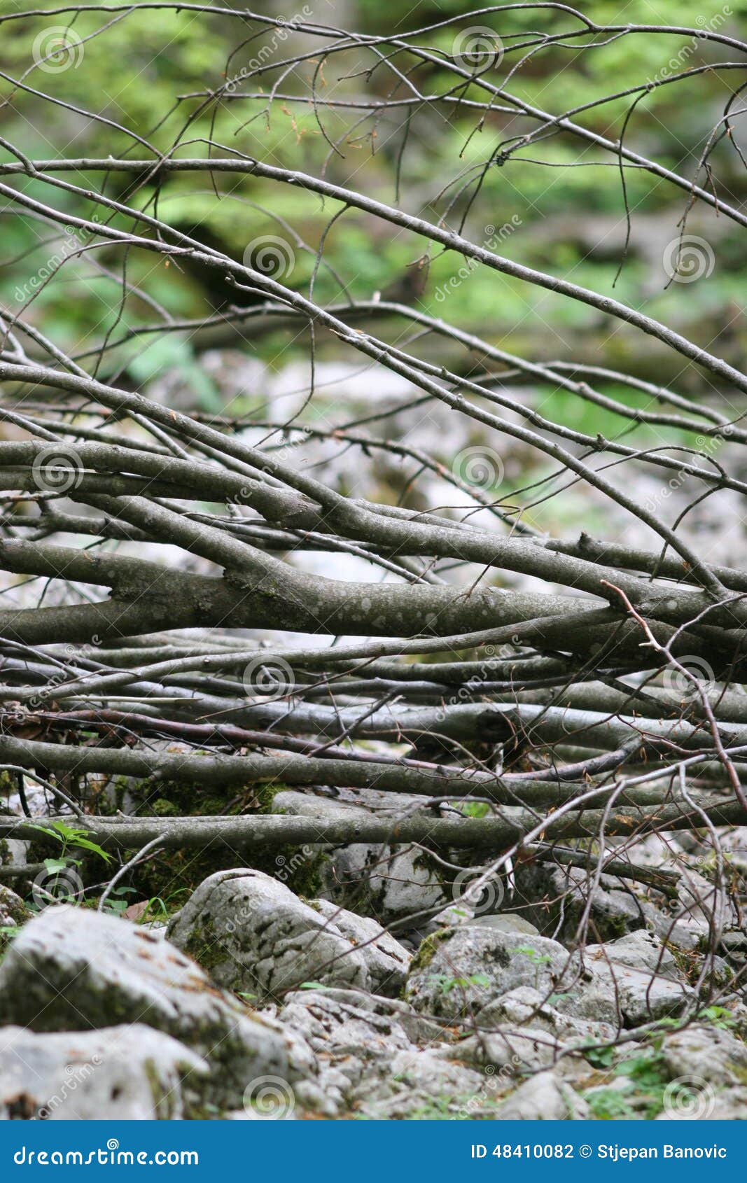 Pile of tree branches stock photo. Image of woodland - 48410082