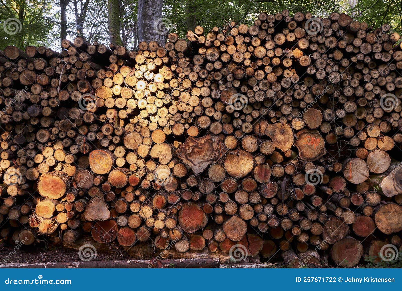 A pile of tree logs stock photo. Image of firewood, forest - 257671722