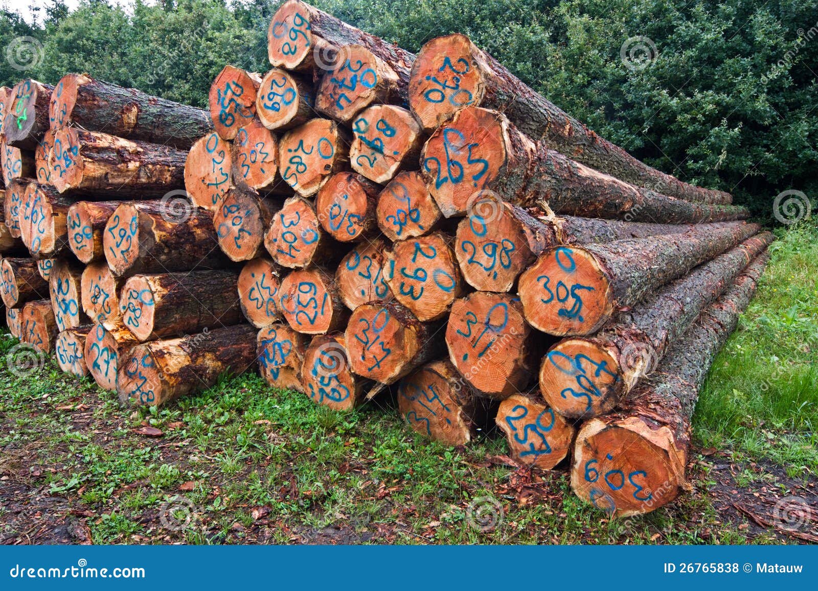 Pile of tree stems stock photo. Image of lumber, trunk - 26765838