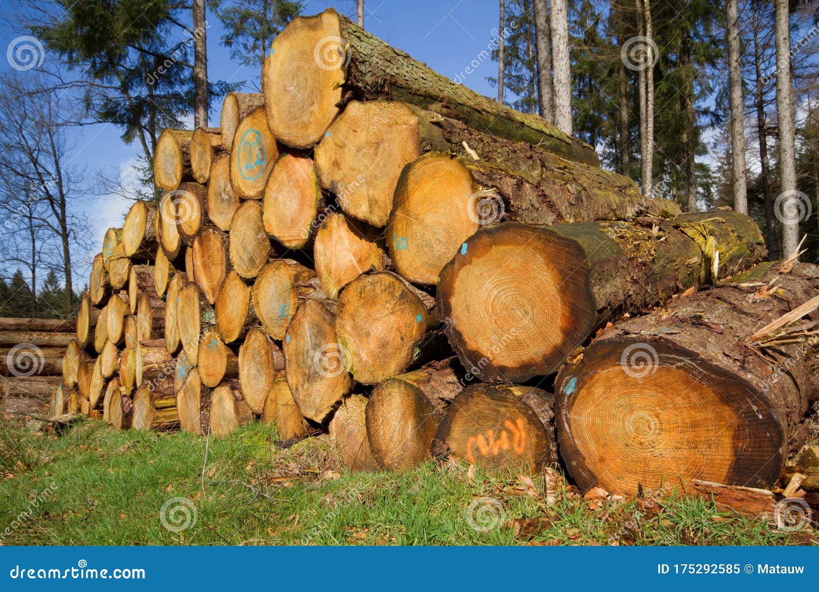 Pile of Tree Stems in the Forest Stock Image - Image of organic, pile ...