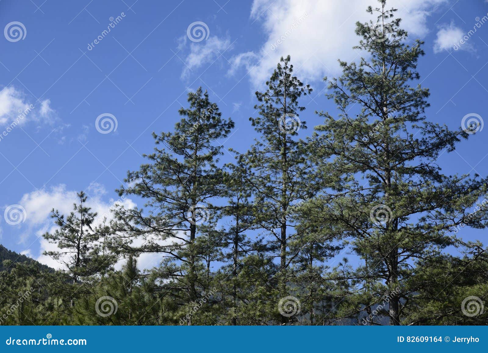 Pile tree stock photo. Image of together, natural, plant - 82609164