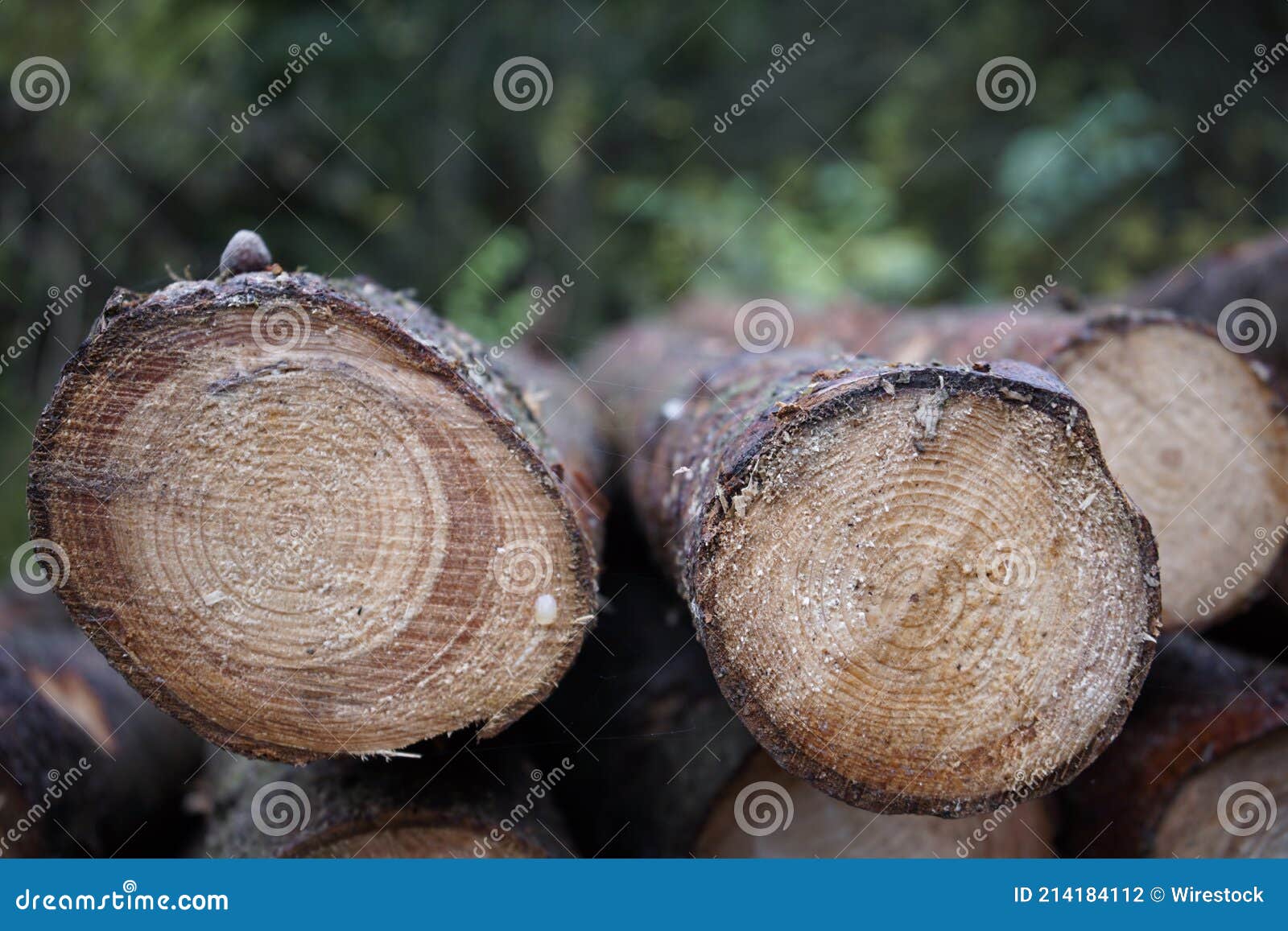 Pile of Tree Trunks with Annual Rings Stock Photo - Image of trunk ...