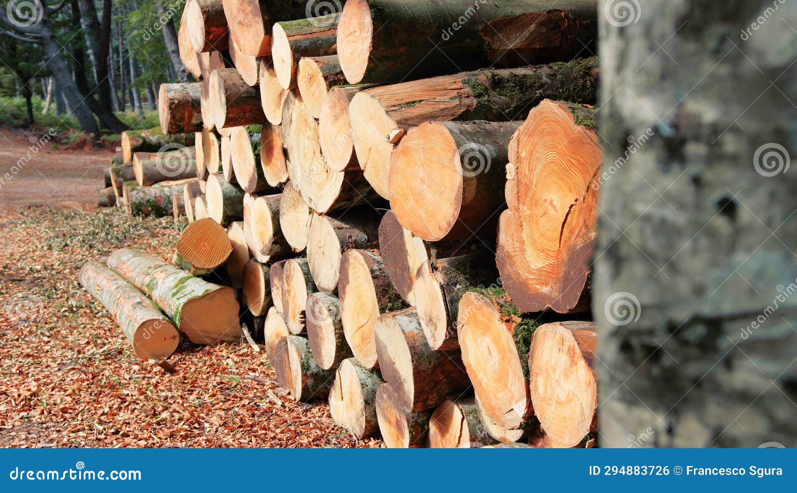 Pile of Tree Trunks in the Forest Stock Photo - Image of industry ...