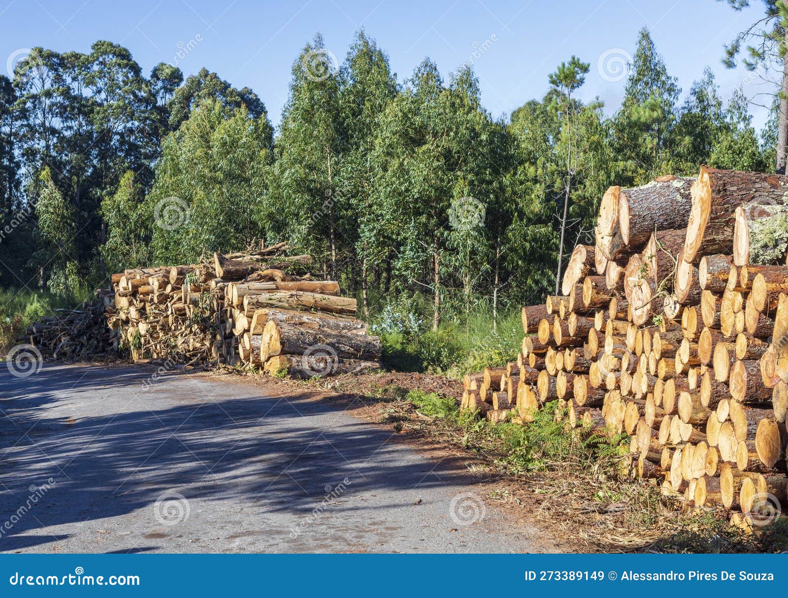 A Pile of Tree Trunks Recently Cut Down in a Forest of Europe. Stock ...