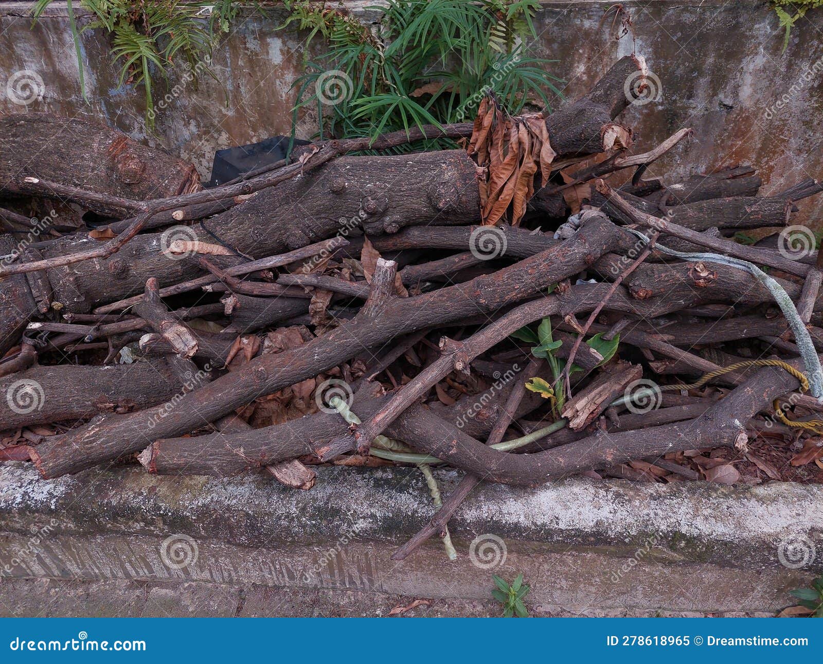 Pile of Tree Trunks by the Side of the Road Stock Image - Image of road ...