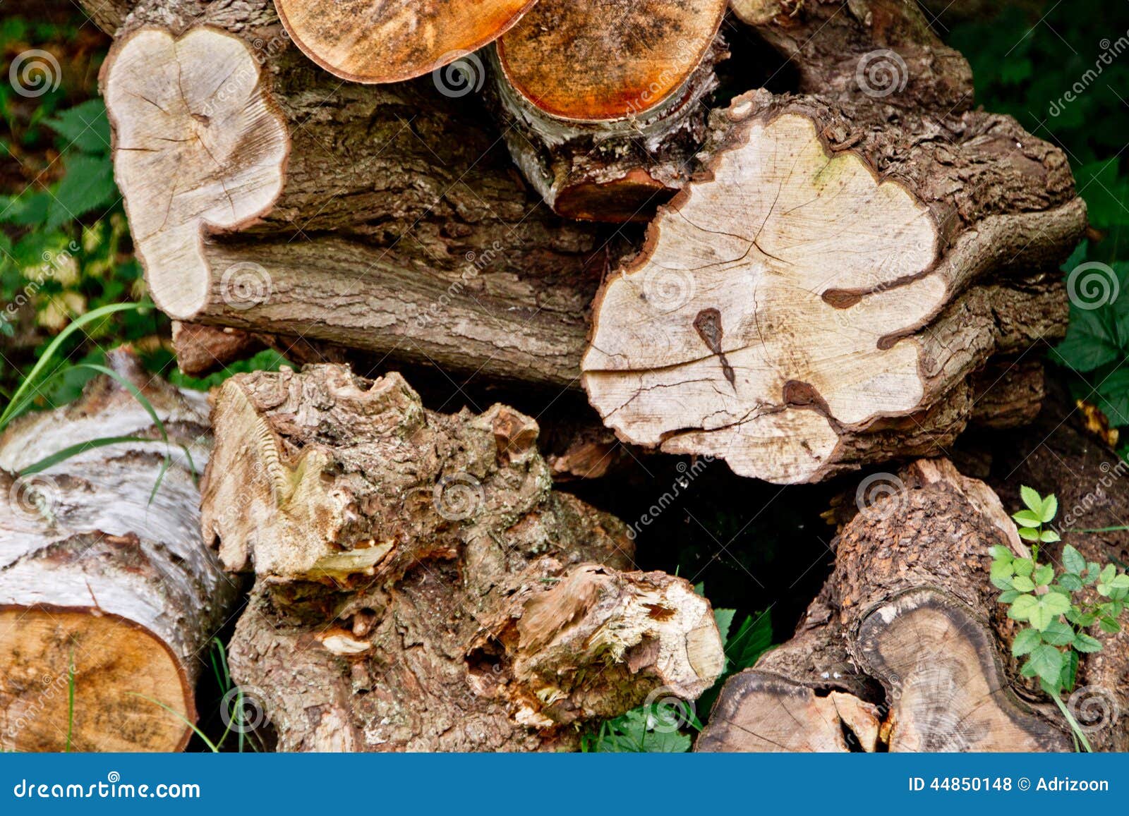 A Pile of Tree Trunks in the Wood Stock Photo - Image of detail, hewn ...