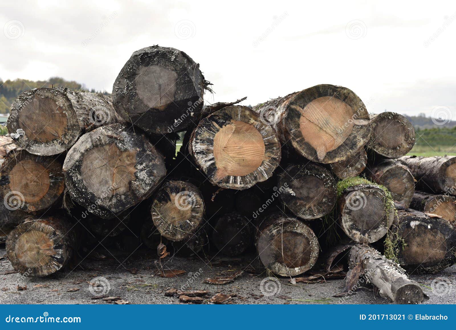 Pile of Tree Trunks with Wood Structure Stock Image - Image of forest ...