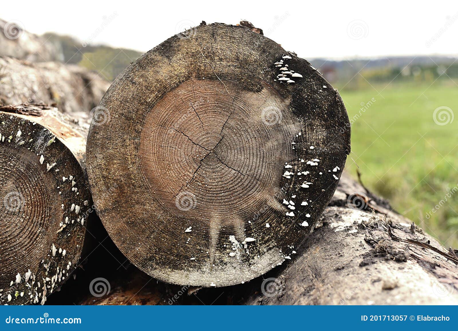 Pile of Tree Trunks with Wood Structure Stock Image - Image of color ...