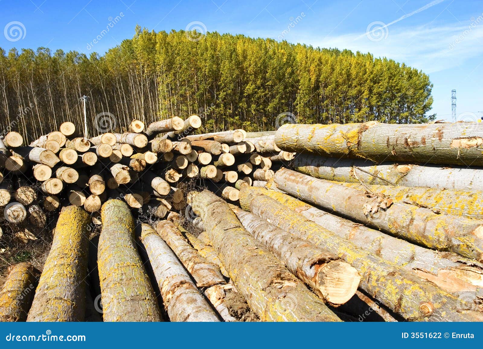 Pile of trees and forest stock photo. Image of construction - 3551622