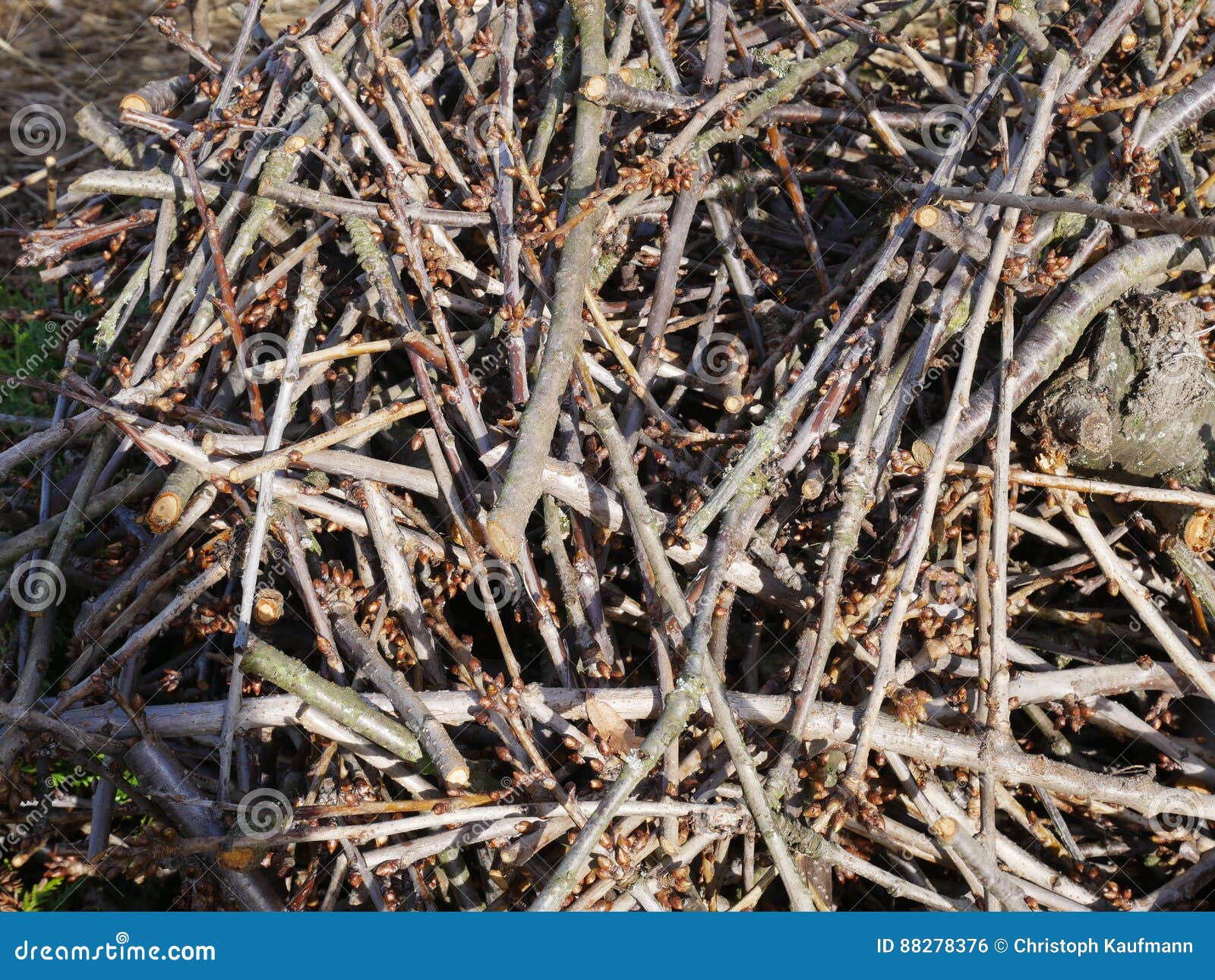 Pile of twigs stock photo. Image of tree, abstract, wood - 88278376