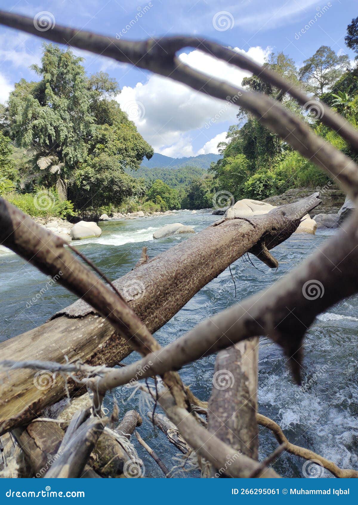 Pile of Twigs Drifting Along the River Stock Image - Image of twigs ...