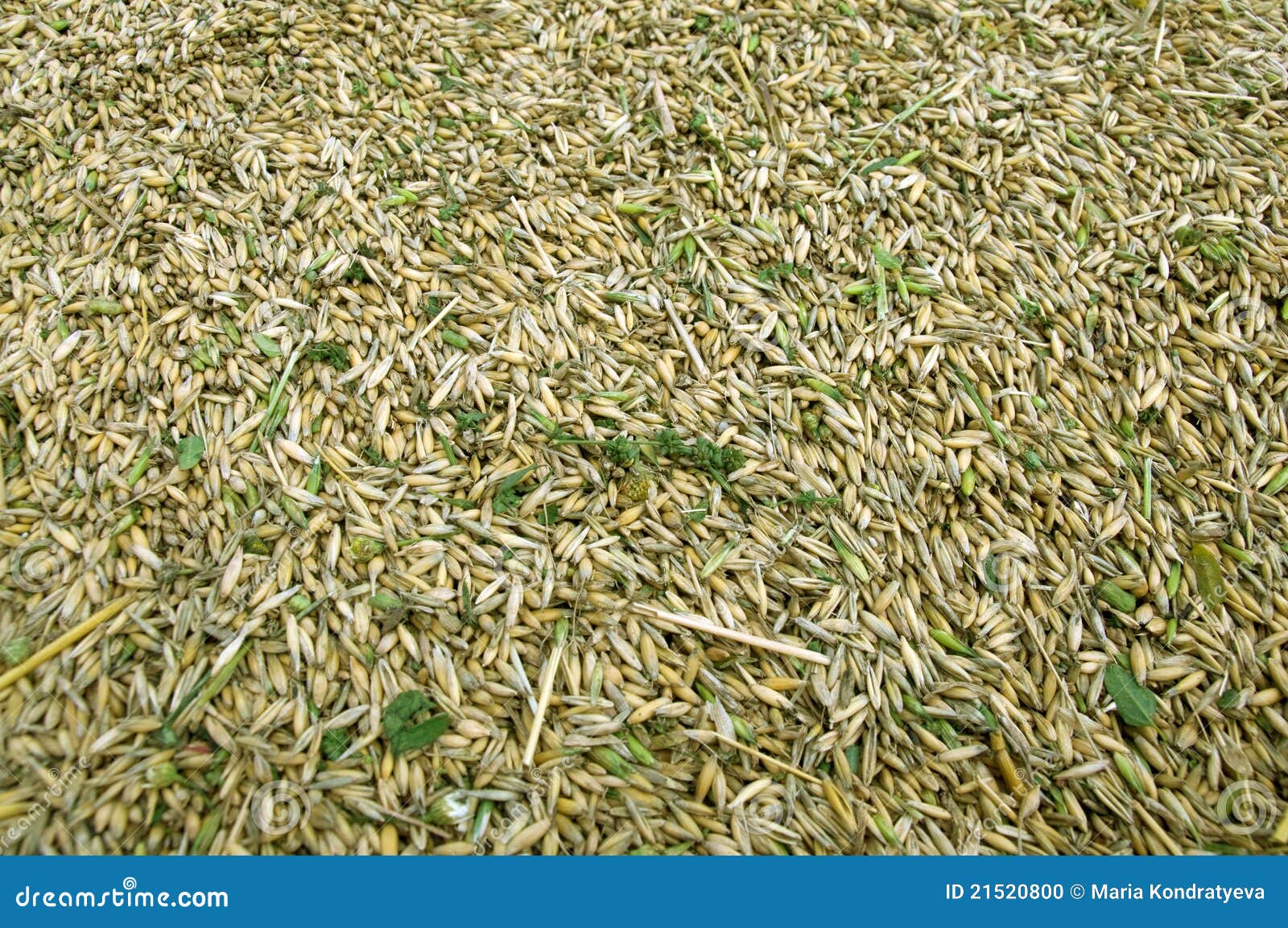 A pile of unhulled grains. stock photo. Image of grain - 21520800